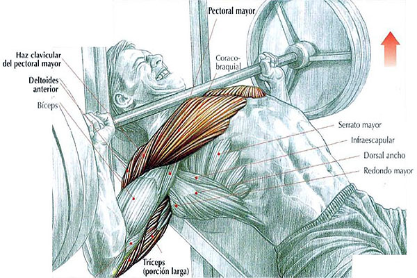 Lectura Anabólica: TOP 5 EJERCICIOS DE PECHO