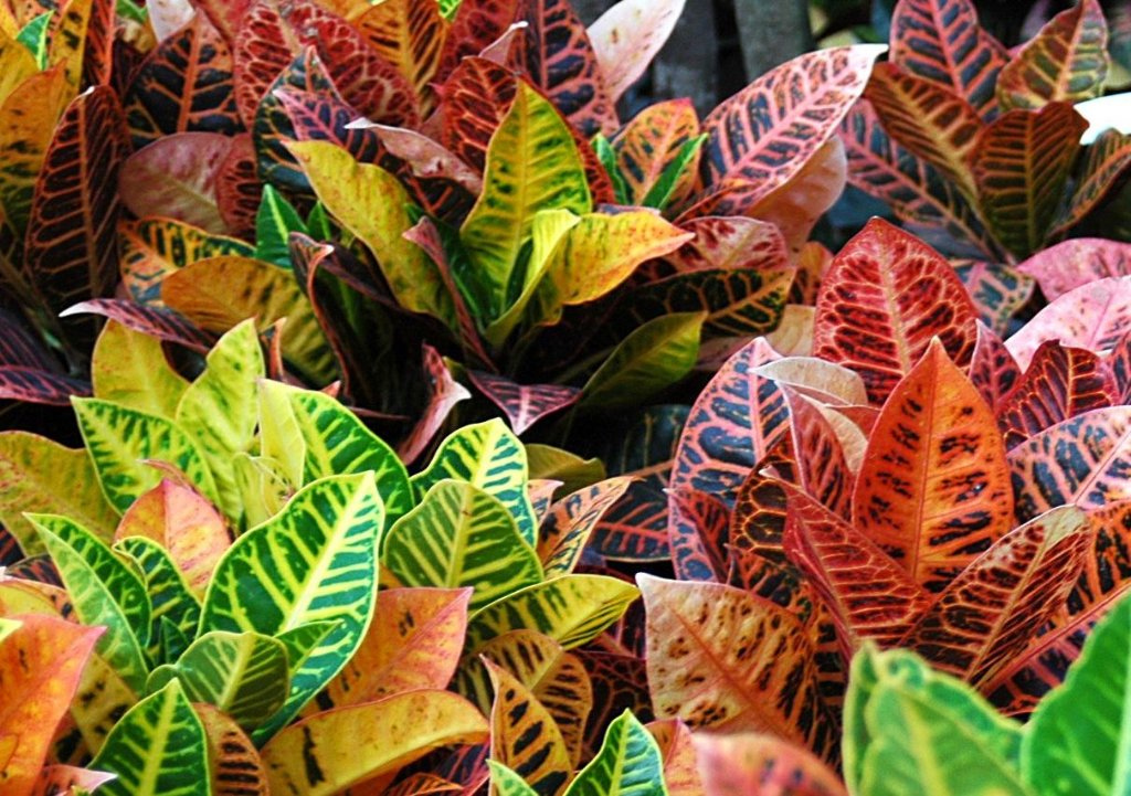 FLORACIONES EN MÁLAGA Y MÁS: Plantas cultivadas por el colorido de sus ...