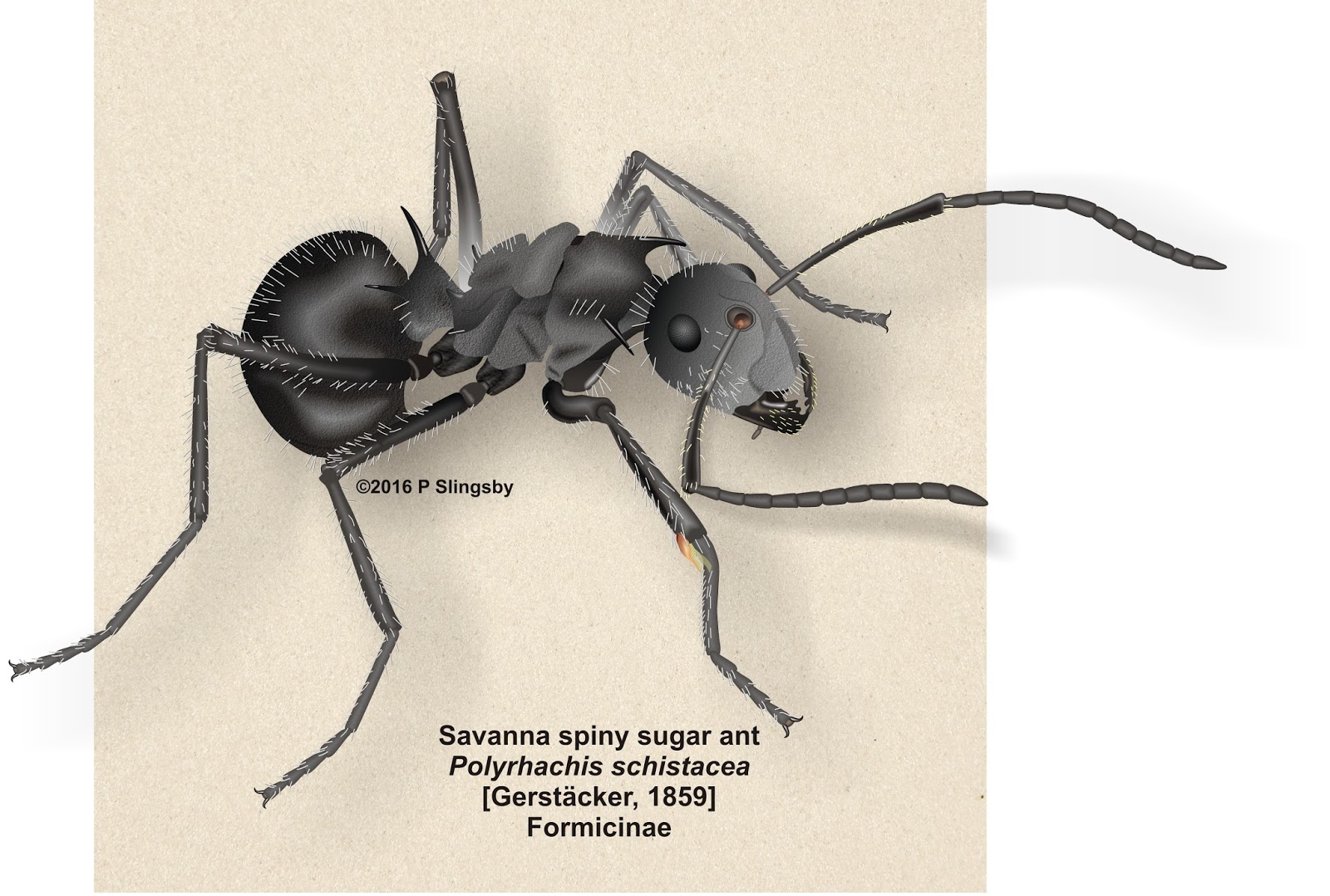 - Ants of Southern Africa -: Polyrhachis species: Spiny sugar ants