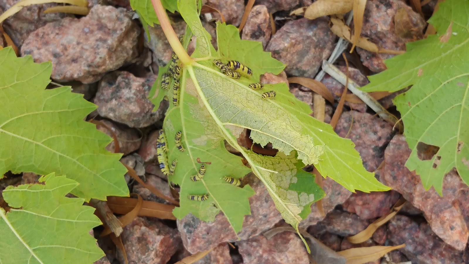 Xtremehorticulture of the Desert: Grape Leaf Skeletonizers Spotted in ...