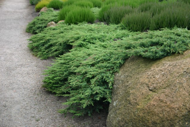 ARTE Y JARDINERÍA : Juniperus. Elegancia perenne. ( Primera parte)