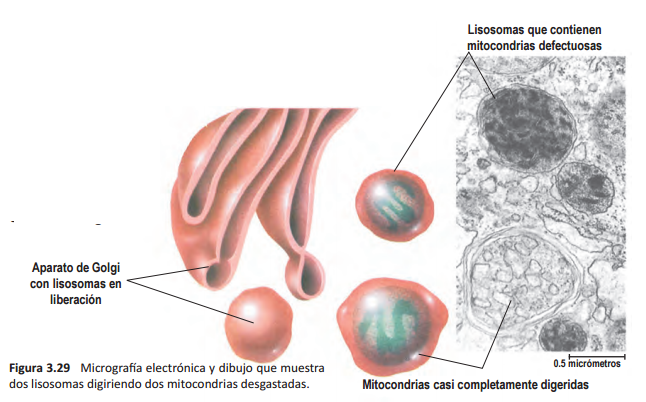 Blog de Biología: Estructura celular