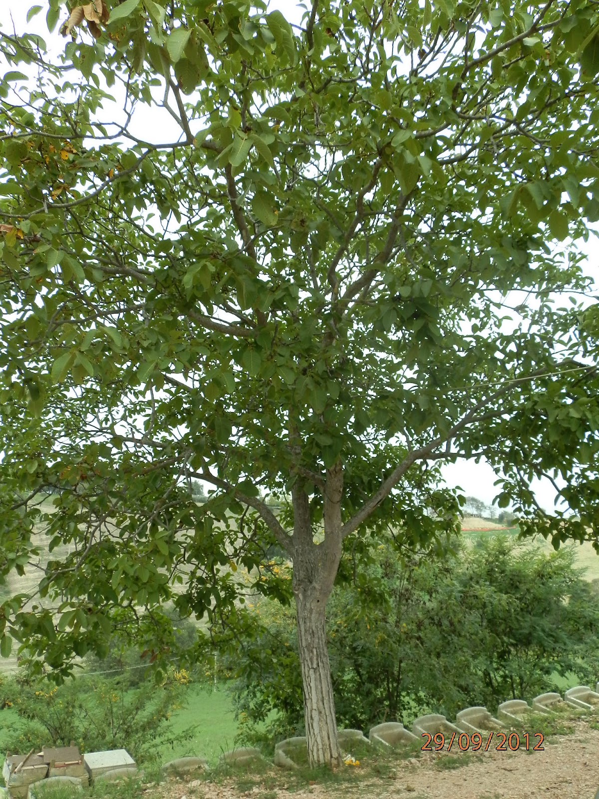 Salud y Belleza al Natural: Nuez, fruto perfecto del nogal.