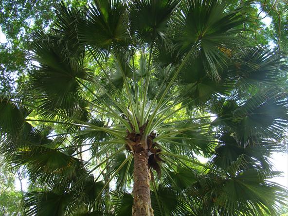 Carnaúba - Copernicia prunifera