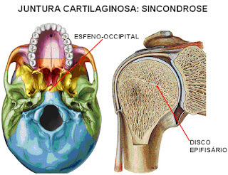 Blogão de Fisio: ARTICULAÇÕES
