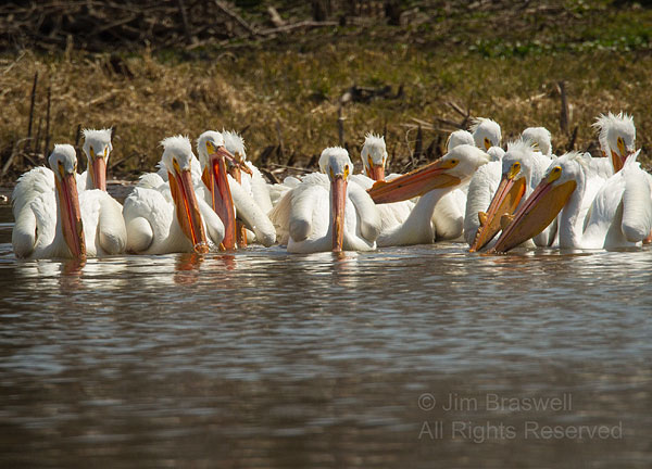 Birding Is Fun!: My "Special Interest" Bird