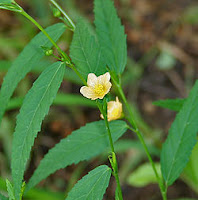 Maleza de Hoja ANCHA ~ Agronutrientes
