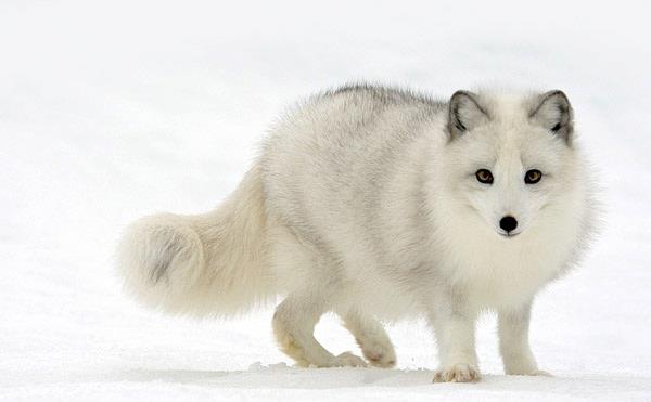 Las Fotos Mas Alucinantes: zorro blanco