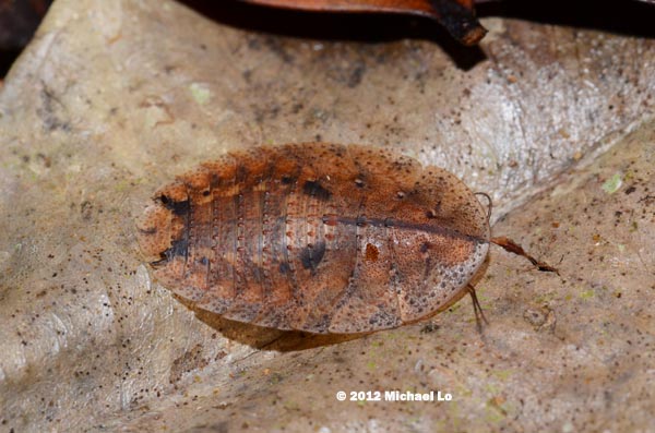 The rainforests of Borneo & Southeast Asia: Spider & cockroach from jungle