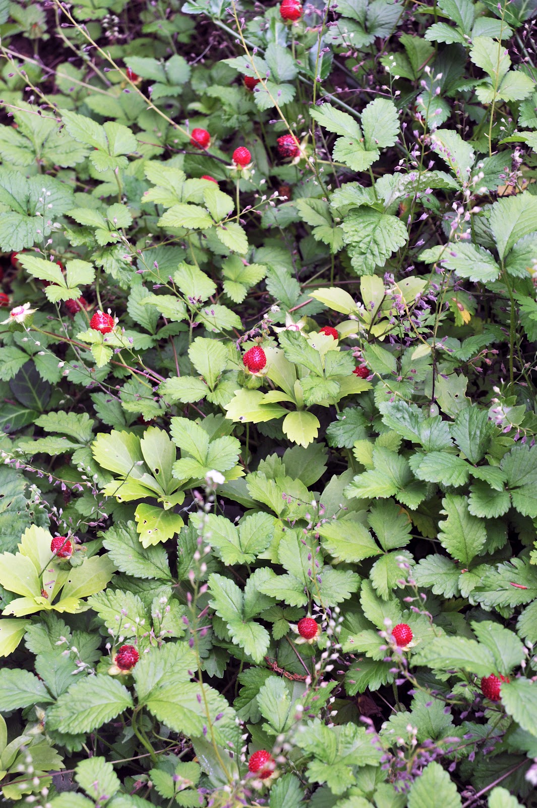 curb appeal in sleepy hollow : Strawberry Fields Forever