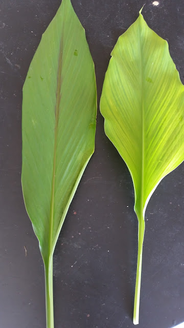 Warisan Petani: Pokok Temu Pauh.