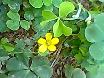 Yellow wood Sorrel - Ambul Ambiliya | SL Flora