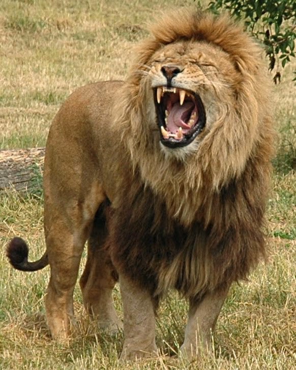 All Animals: Babbar Sher (Lion) Profile,news,photos
