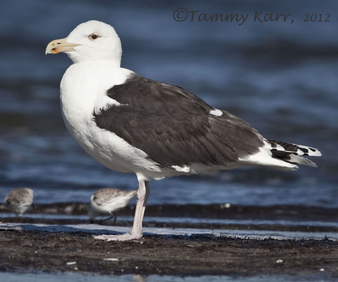 Birding Is Fun!: G(ul)lamour Shots