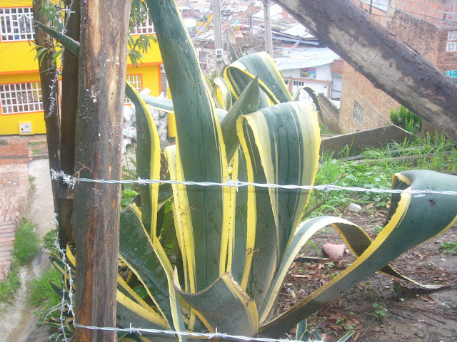 sabias sobre el fique : fotos de la maravillosa planta del fique :3
