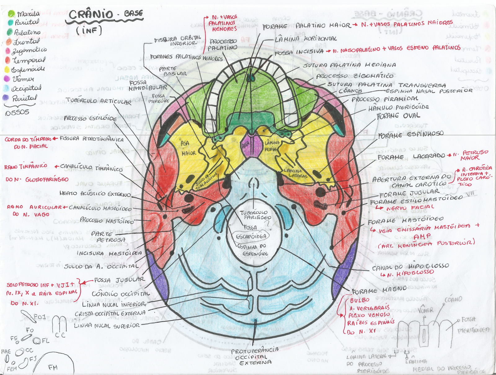 Rabiscos Infundados: Crânio: Forames Cranianos (Vista Inferior)