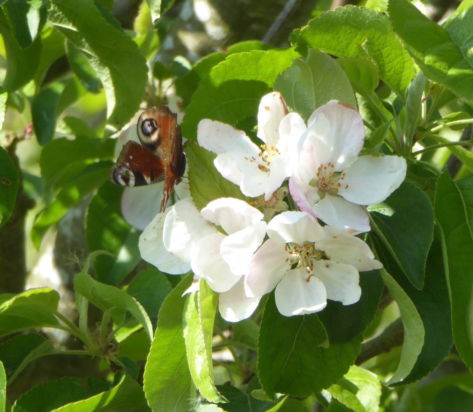 Wild and Wonderful: And a Nightingale sang... at Fingringhoe