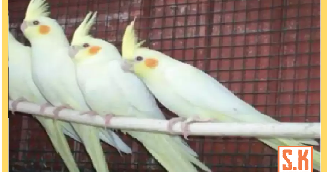 Common White Cocktails Size,Weight,Height,Chicks and Prices - The Birds ...