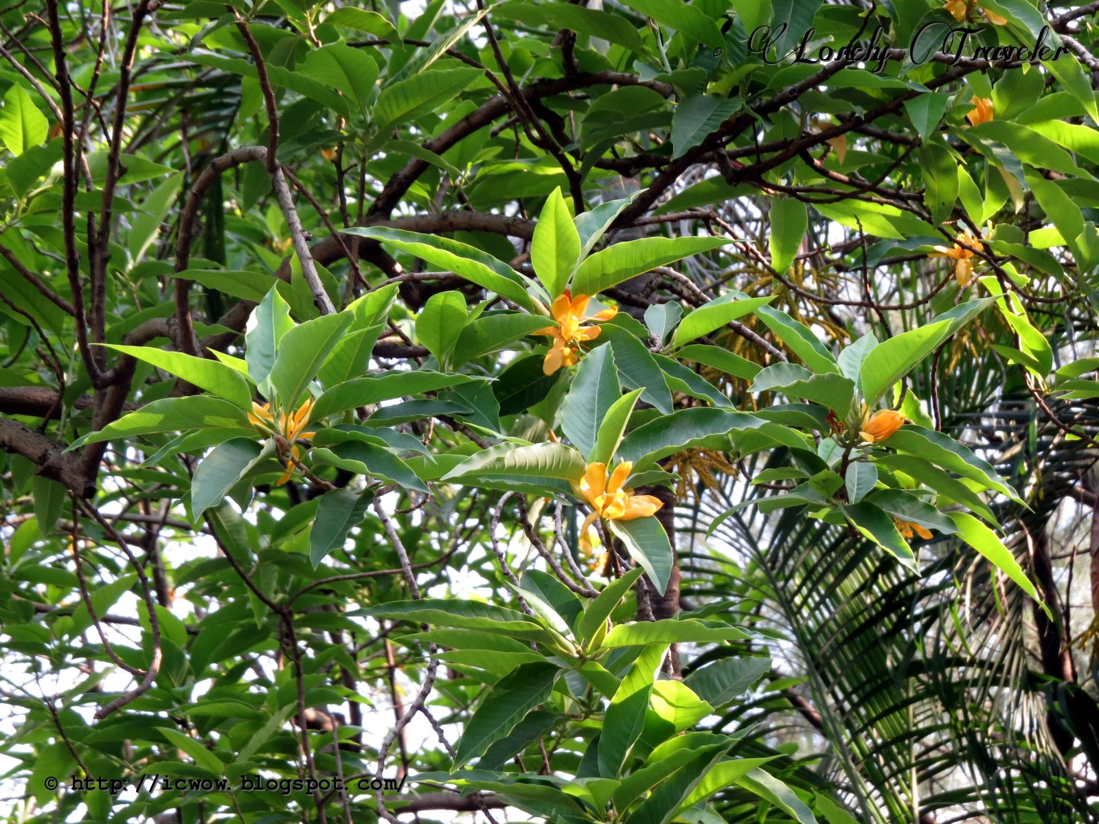 Swarna chapa - Magnolia champaca