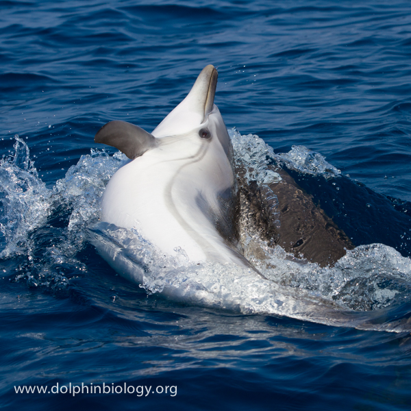 Dolphin Biology and Conservation: Intensely social