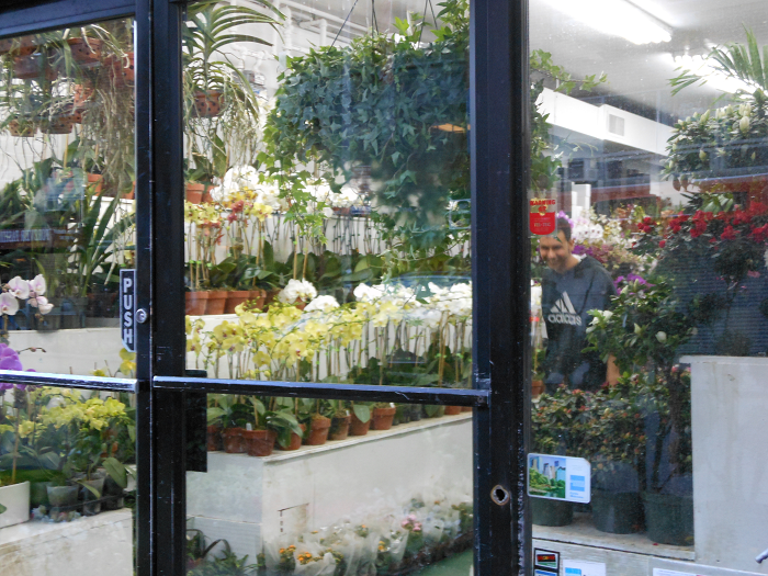 Garden State Roses: Spring in the Flower District