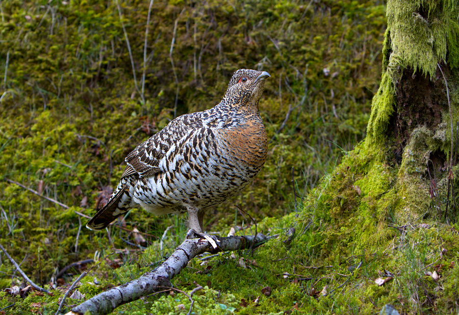 Birds of Nordhordland: 27 april - kåt røy på Seim skule...