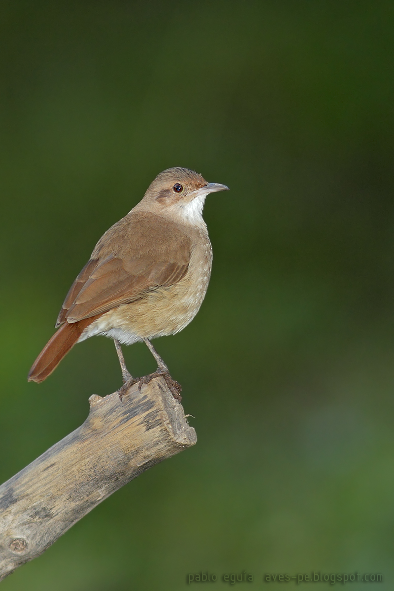 mis fotos de aves: Furnarius rufus Hornero Rufous Hornero