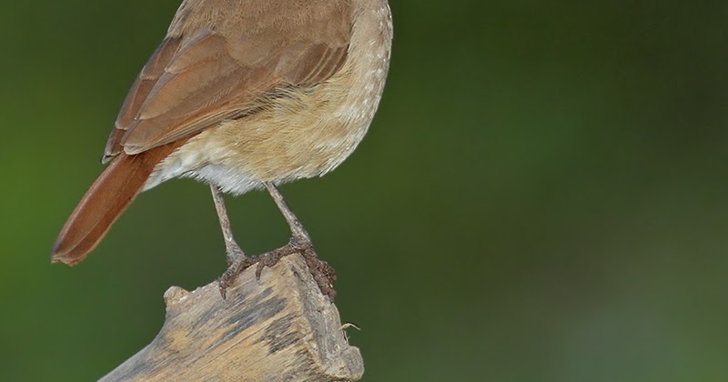 mis fotos de aves: Furnarius rufus Hornero Rufous Hornero