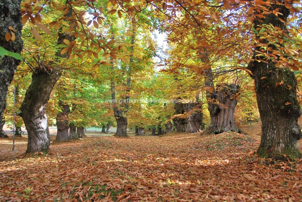 La Nostra Storia : Una bontà tutta garfagnina, la farina di neccio. Le ...