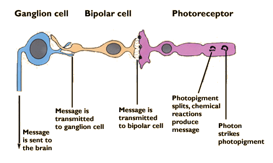 Ganglion cell bipolar cell