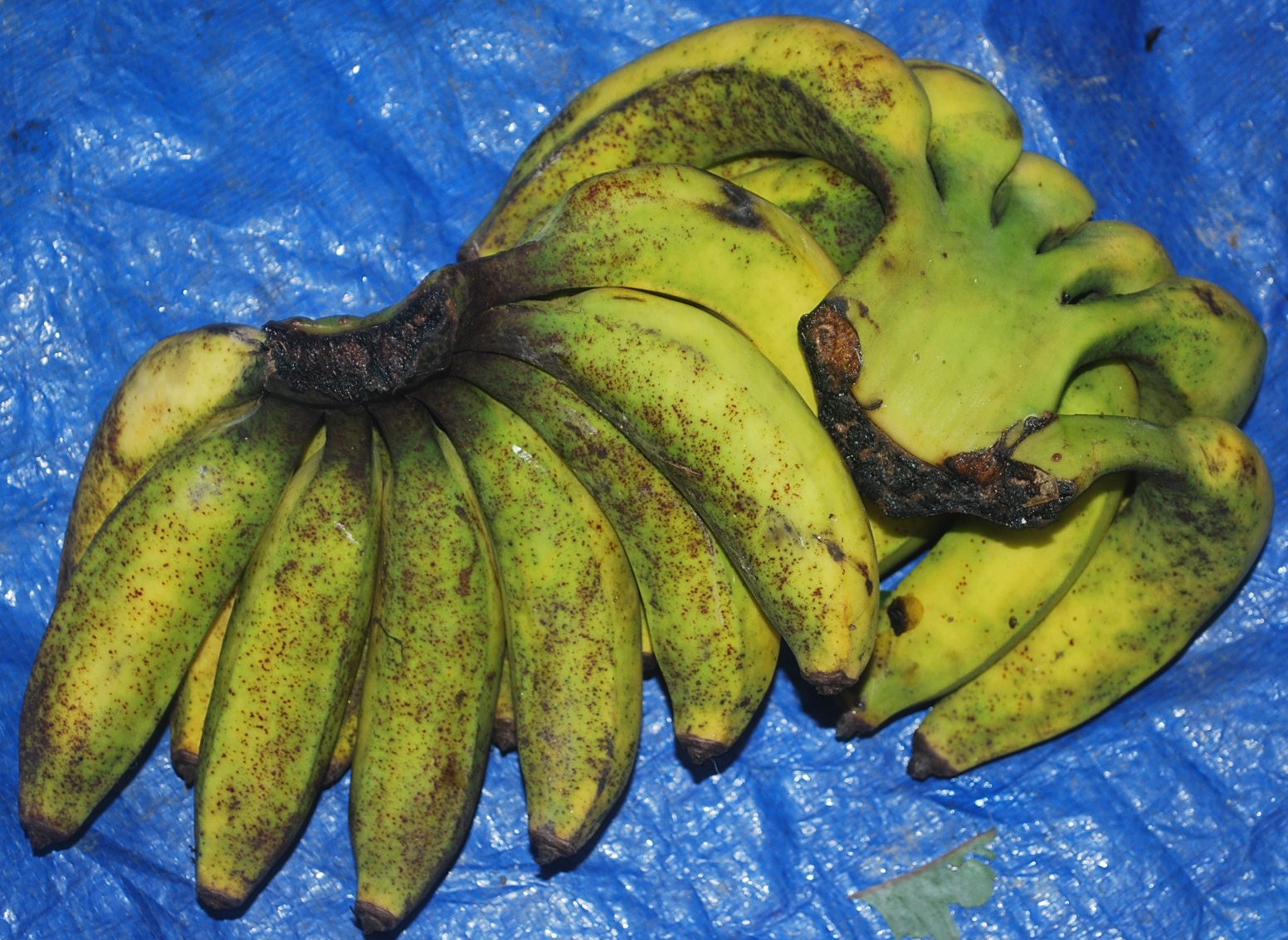 Suria Helang Lui: Farm Recipes - Rastali Banana bread (Kek Pisang Rastali)