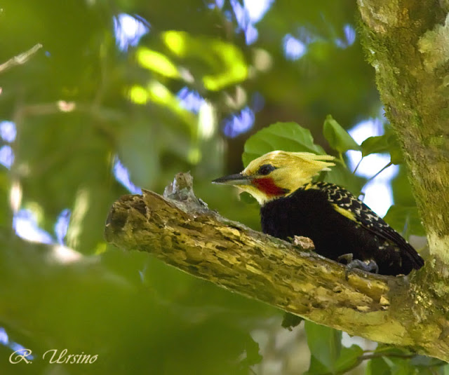 AVES NUESTRAS: CARPINTERO COPETE AMARILLO