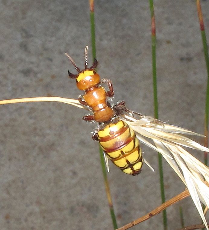 Esperance Fauna: Flower Wasp - Tiphiidae - Hemithynnus sp.