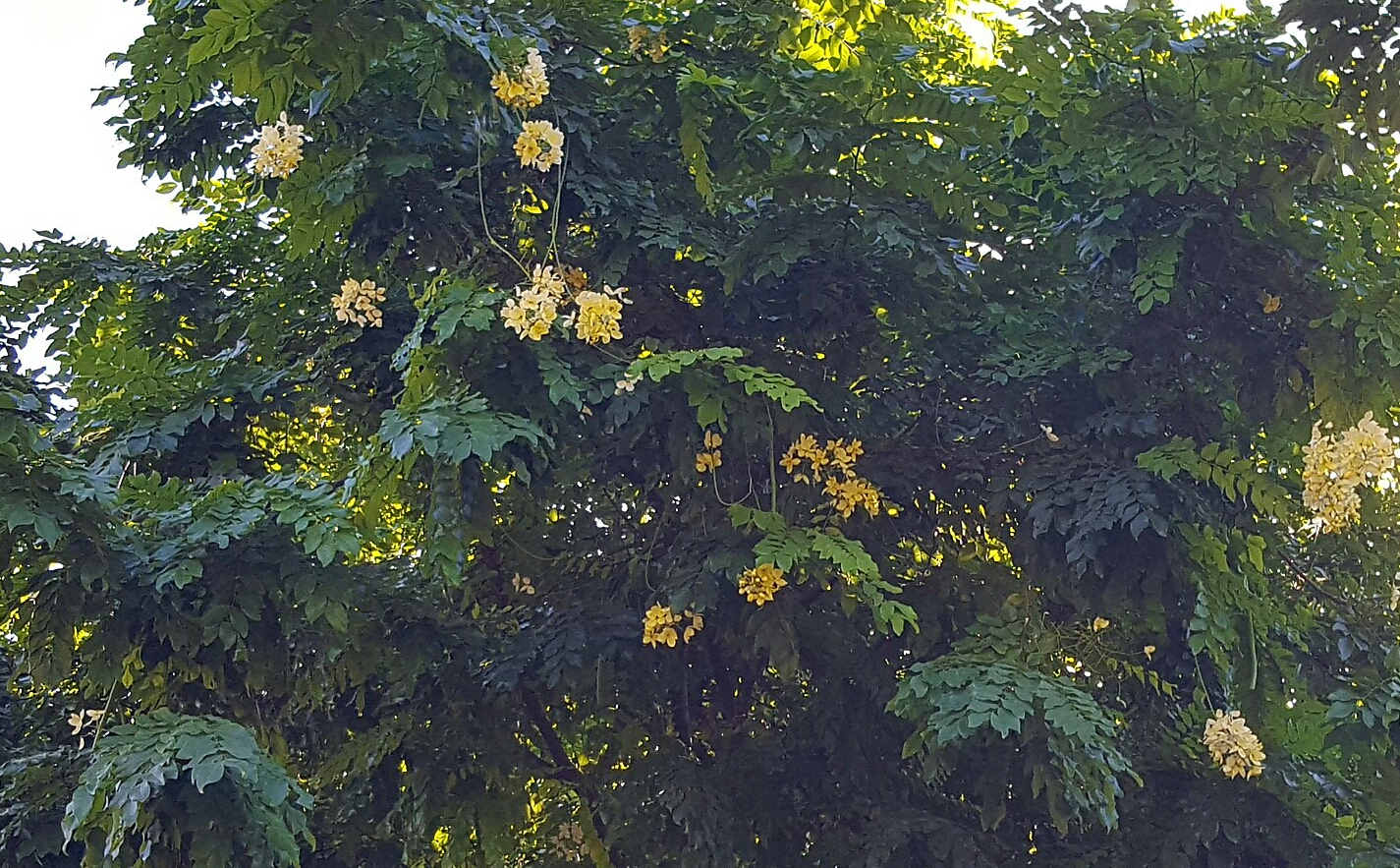 HRodenberger's Blog: The Trees of Kuroda Field