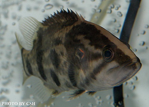 克萊斯勒系列圖鑑(Siniperca fish series illustrations)－金魚快訊2站Goldfish Messages｜痞客邦