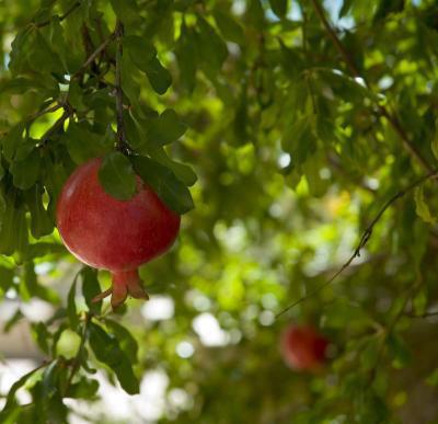 Viswa Bharati Vedic Astrology : Plants used as Patri for Vinaayaka ...