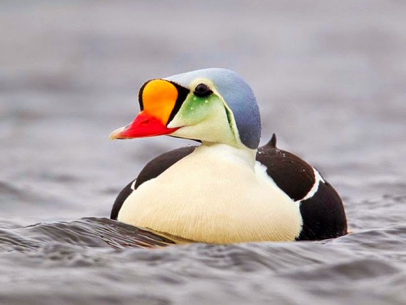 Beautiful Duck - Various Bird Species