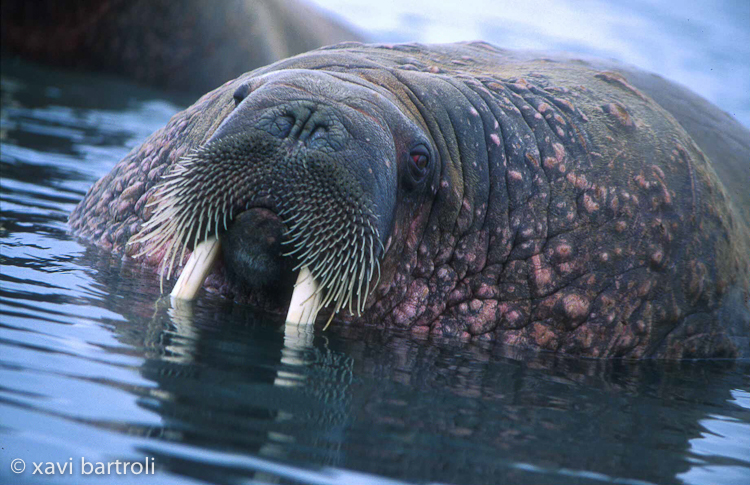 Un planeta lleno de islas: Encuentro con morsas