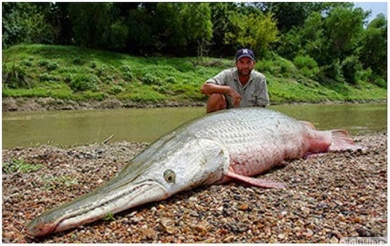 Ikan Pelik Menyerupai Buaya Ini Mampu Hidup Di Darat Selama 2 Jam - Glepor
