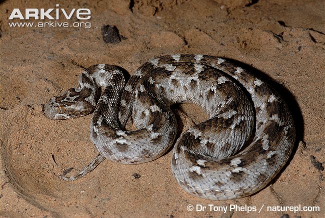 Top 10 Deadliest Snakes In India - TOP 10 Of India