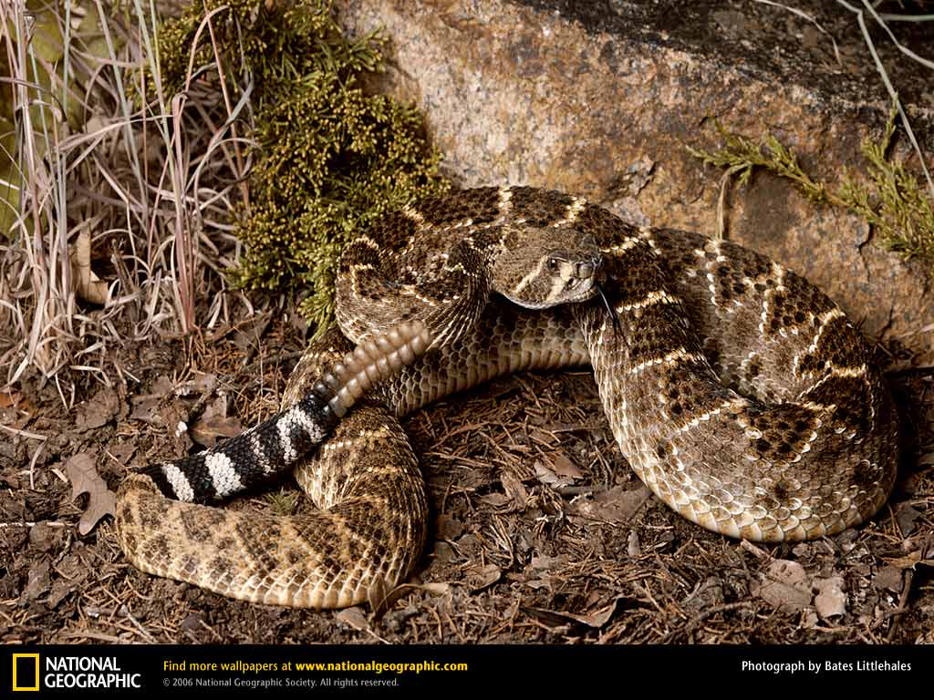 Rattlesnakes
