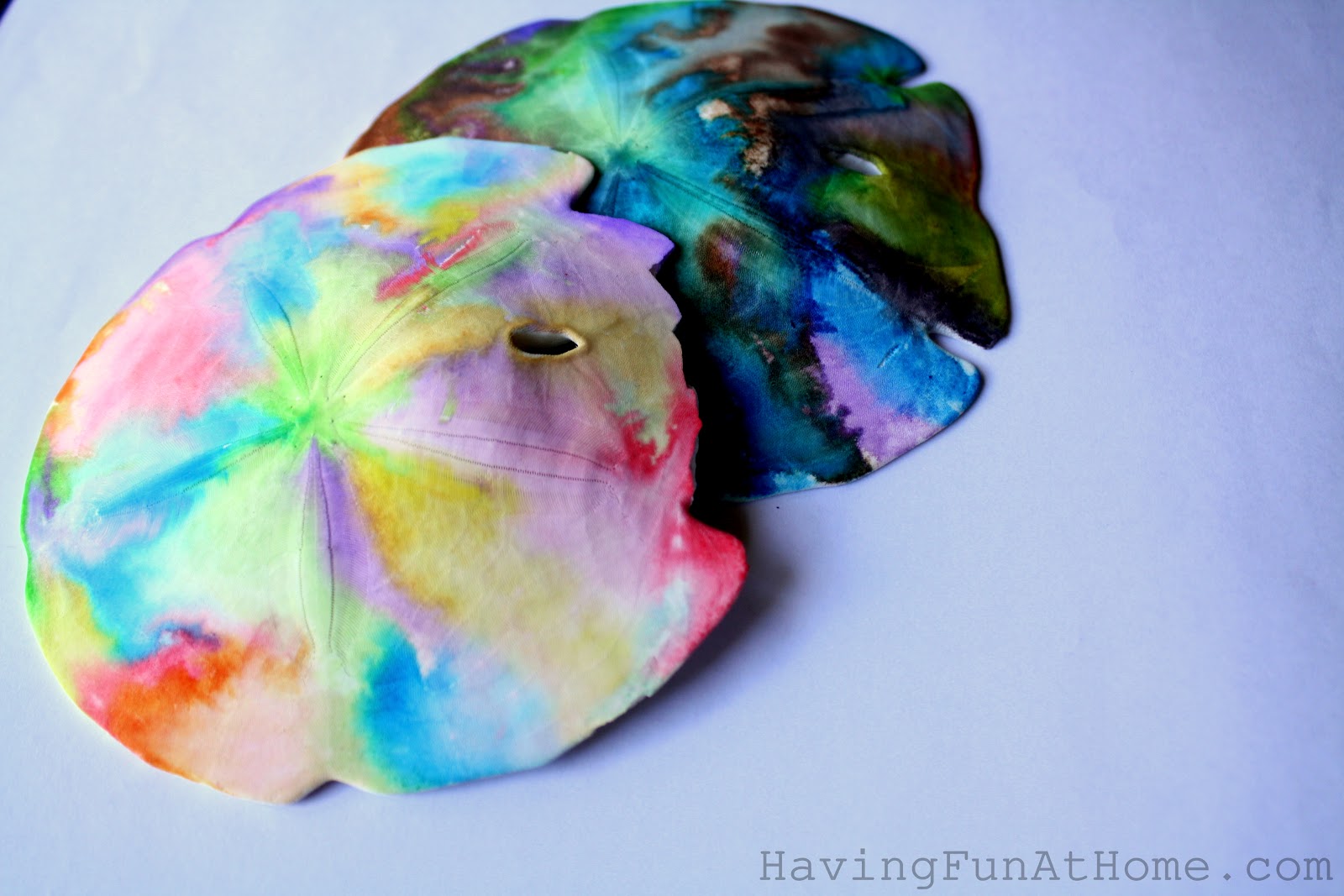 Having Fun at Home: Watercolor Painting on Sand Dollars