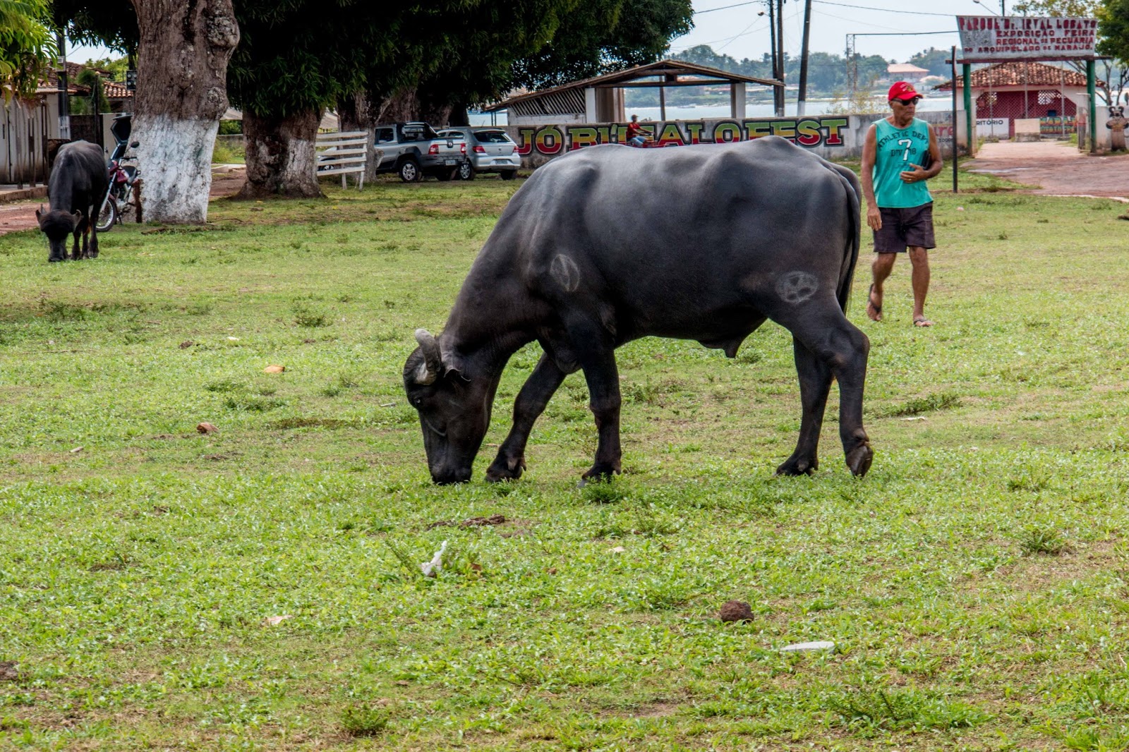 Marcos Casiano Photography: Buffalo's of Ilha Marajo or Marajo Island