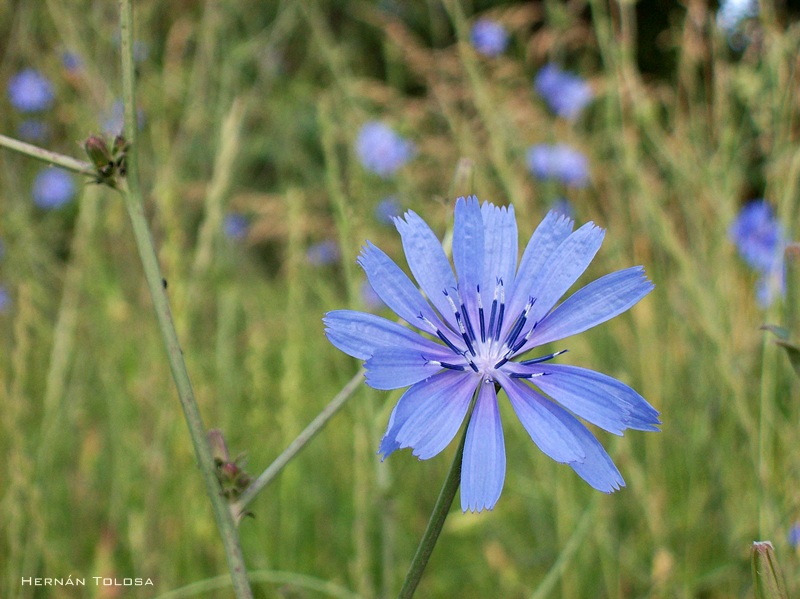 Flora Bonaerense: Achicoria (Chicorium intybus)