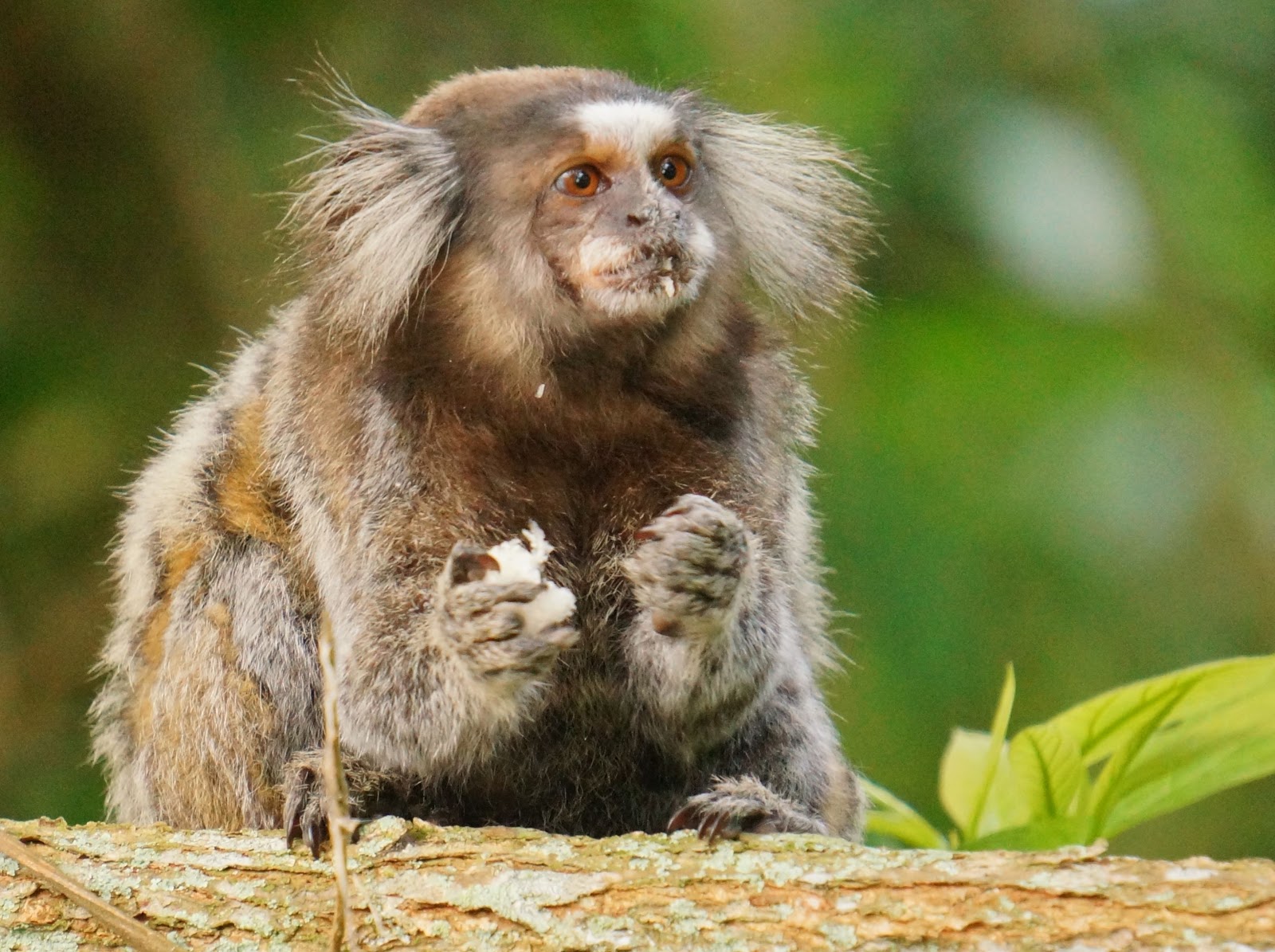 Urublog - O Ninho da Ave: Maior Mico