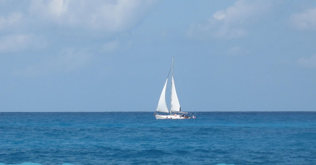 Jurnal de gradina: Corabii