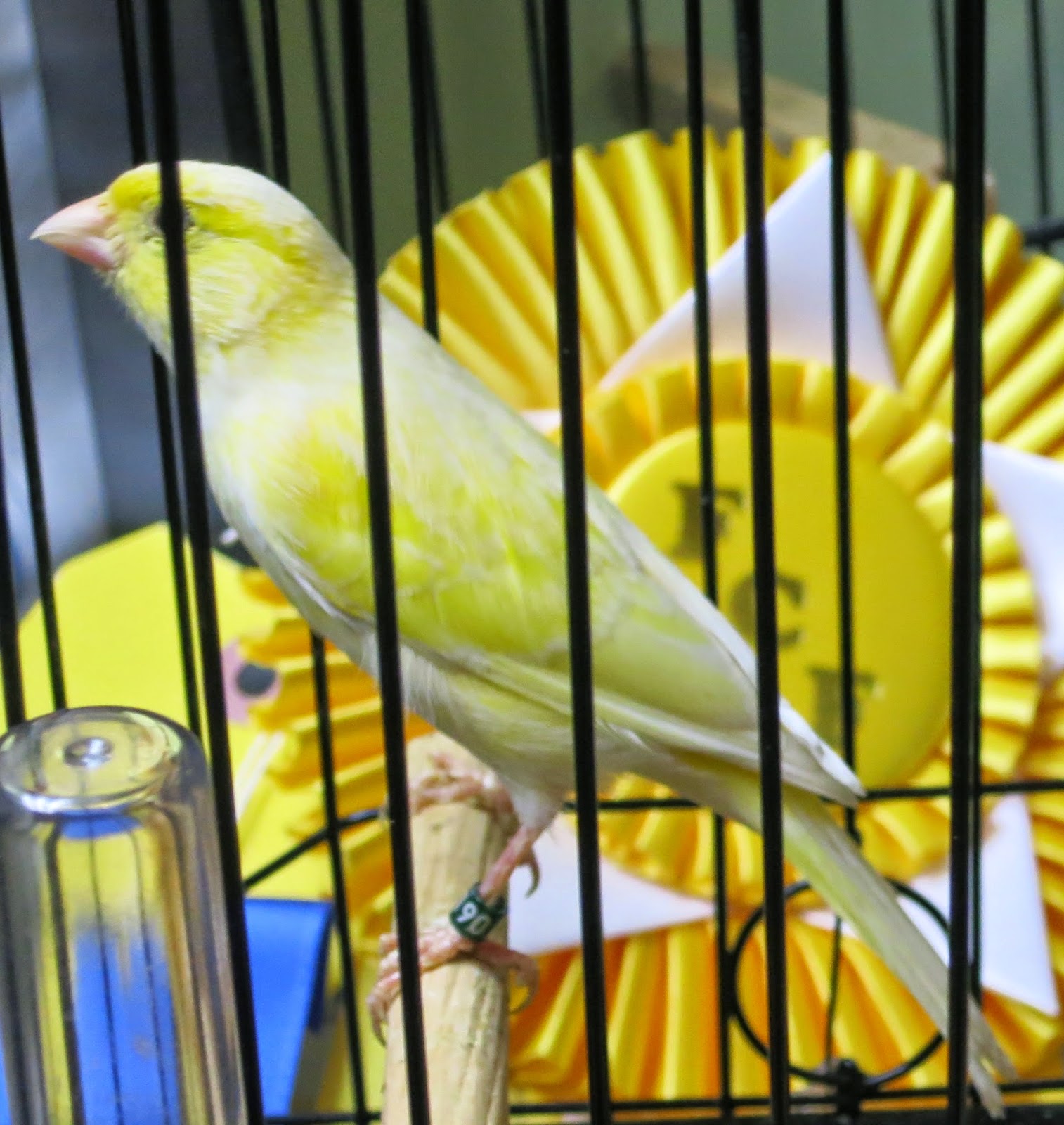 Canary Tales: Florida Canary Fanciers Part 7 More Lovely Top Bench Type ...