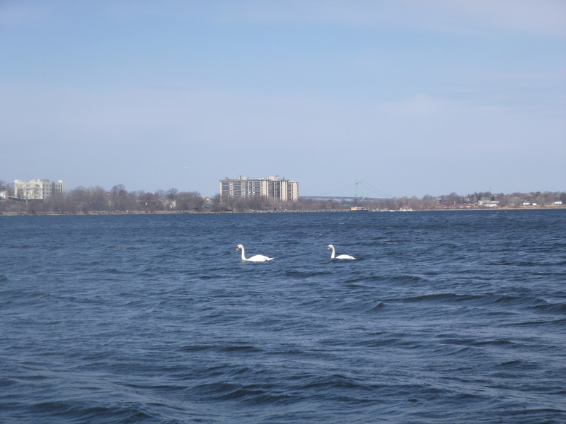 Going to the water: Little Neck Bay （Ⅴ）first striper