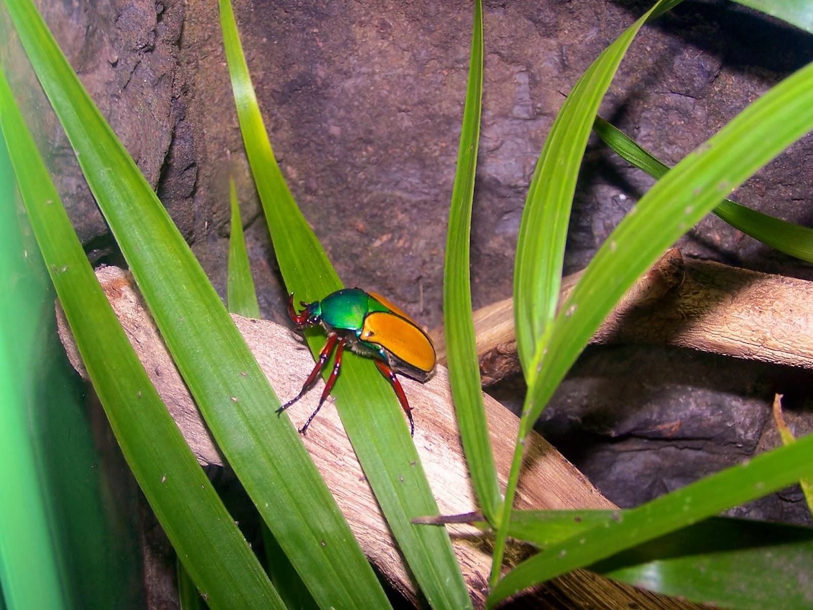 The Natural World: Stick, Leaf, and Buffalo Insects at the San Diego Zoo