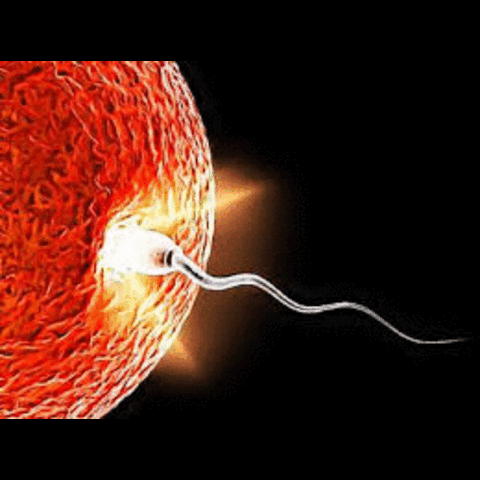 GIF´S ANIMADOS | Conectados a las Mates